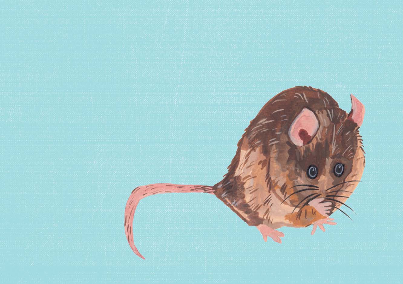 Fun Facts: Ninja Bandicoots and Turbo-Charged Wombats | Black Inc. Fun Facts: Ninja Bandicoots and Turbo-Charged Wombats | Black Inc.